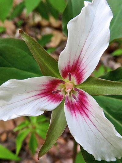 Connecticut’s Wildflowers Highlight of Historical Society Program ...