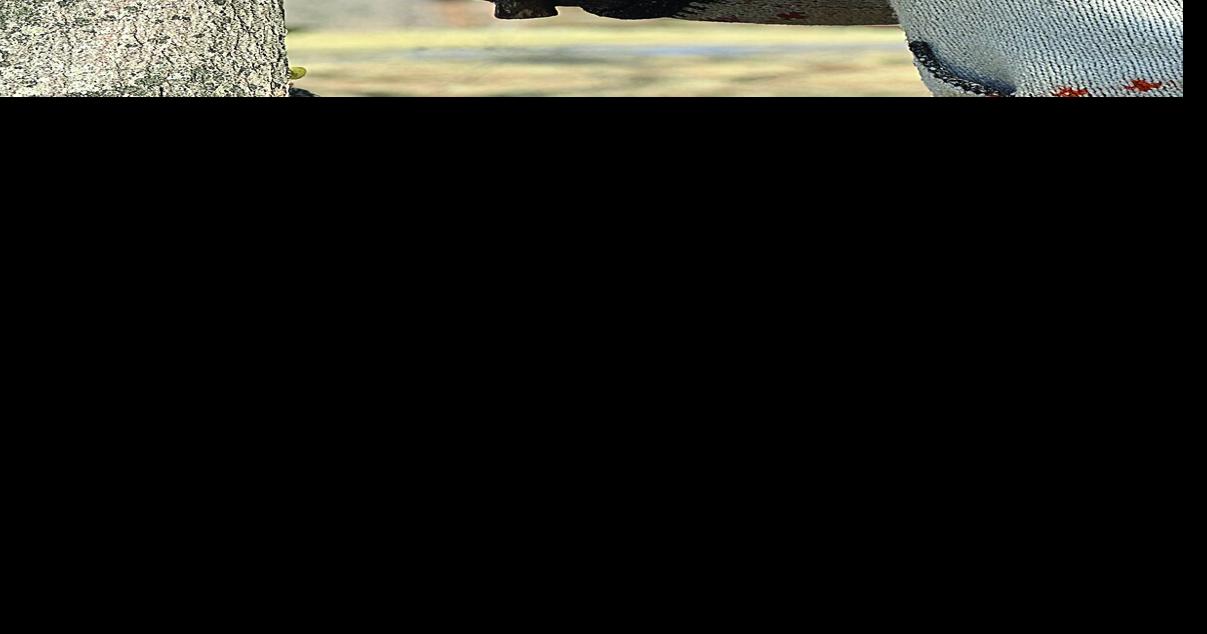 It’s Maple Syrup Making Season at Flanders | Community Events ...