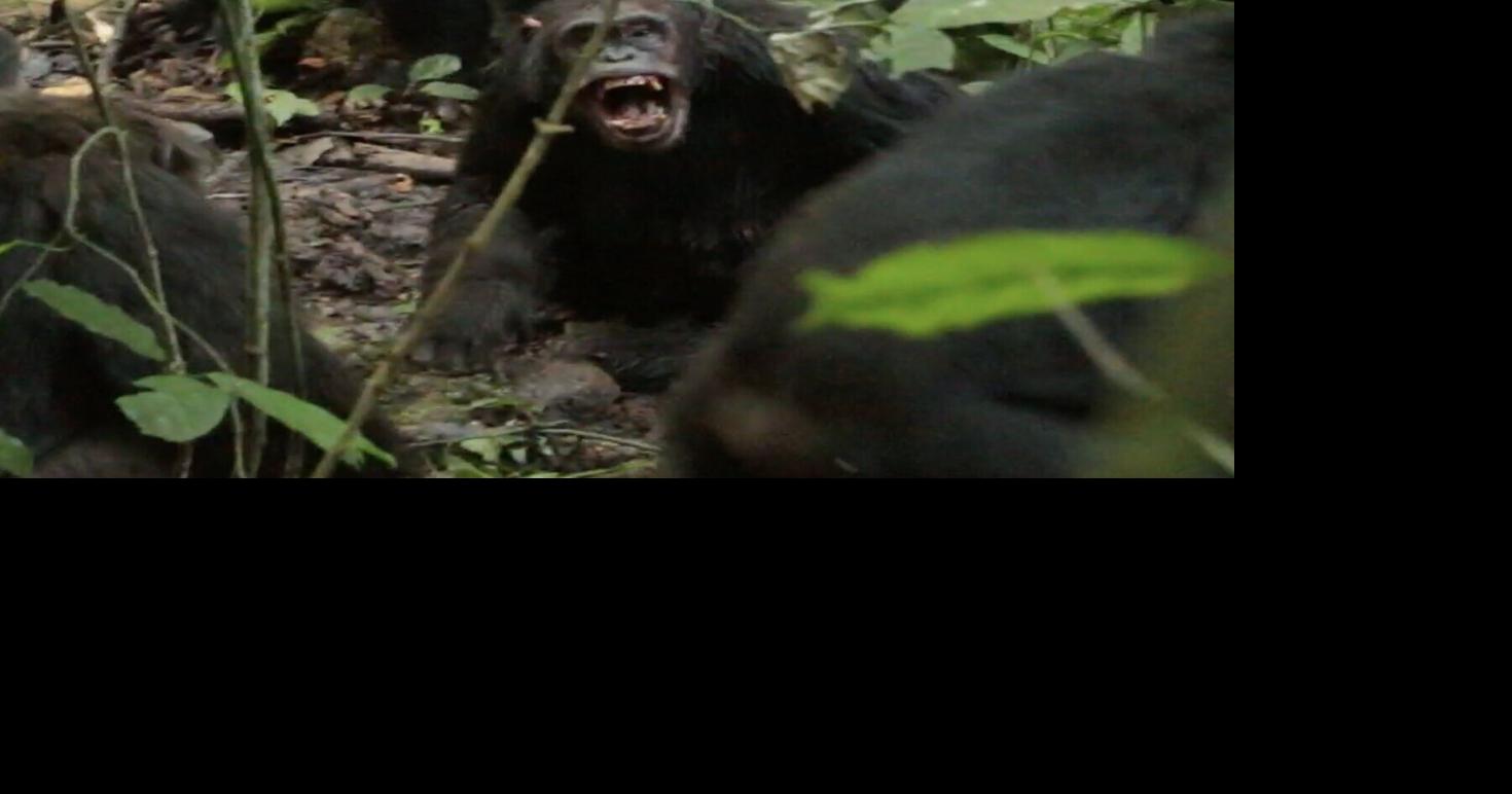 War of the planet of the apes? Chimp conflict causes ‘civil war ...