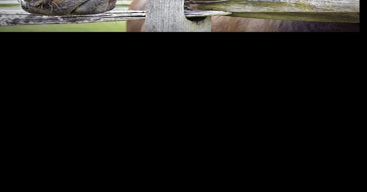 HORSE of Connecticut Plans Volunteer Day | Pets & Horses ...