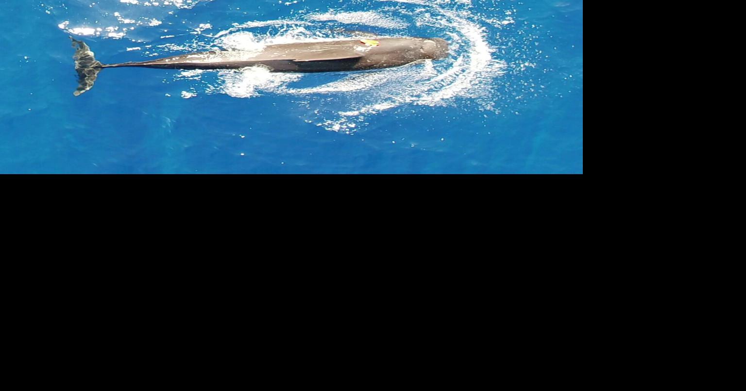 Study finds whales can eat more than 200 squid a day | National ...