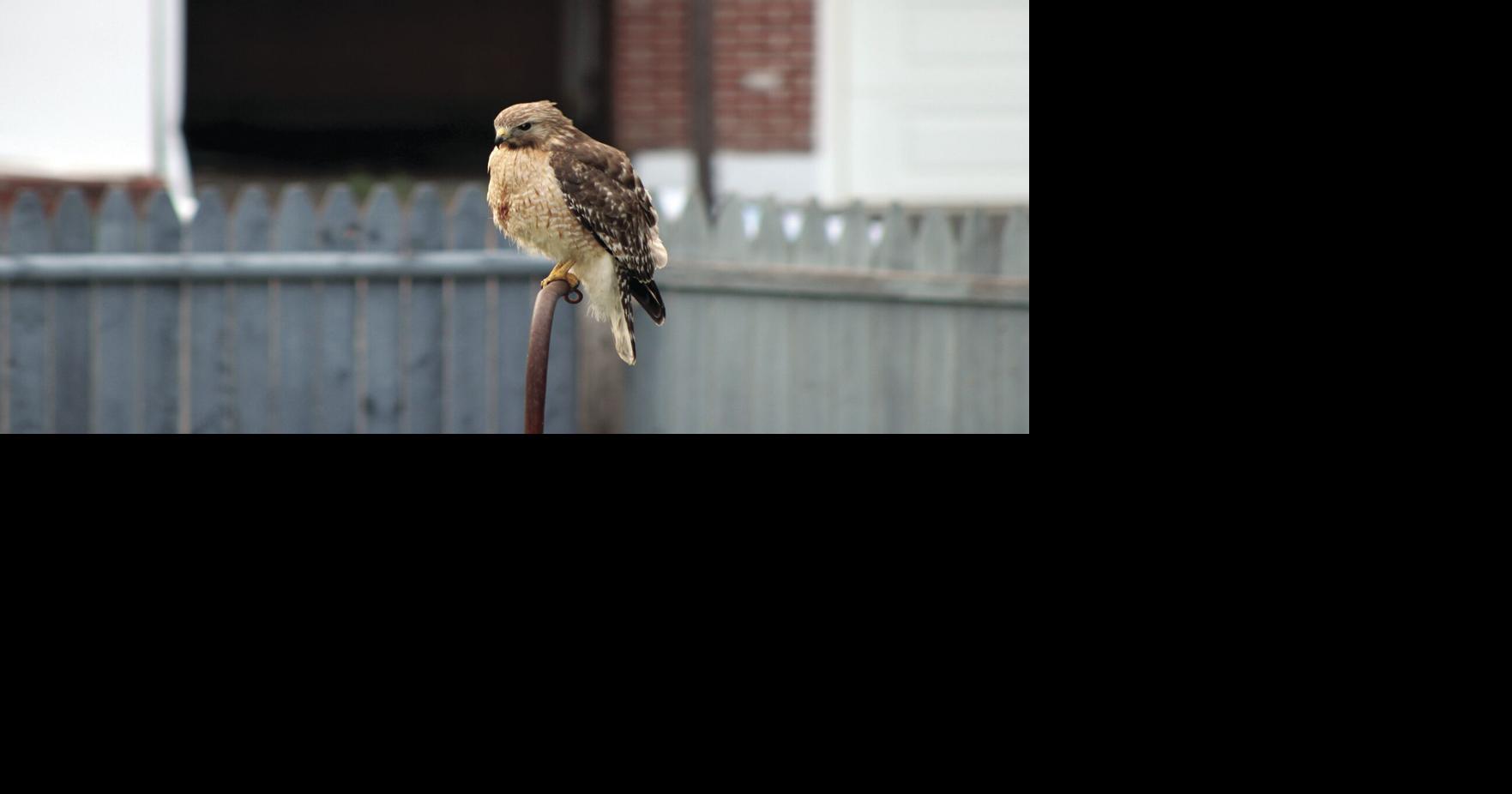 HAWK SEASON | Top Stories | primepublishers.com