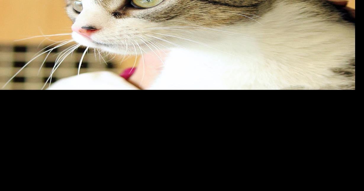 ANGEL | Pets & Horses | primepublishers.com