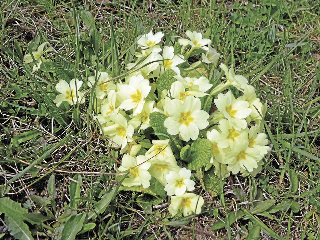 Heirloom blooms: 8 nostalgic garden flowers worth revisiting | Home-and ...