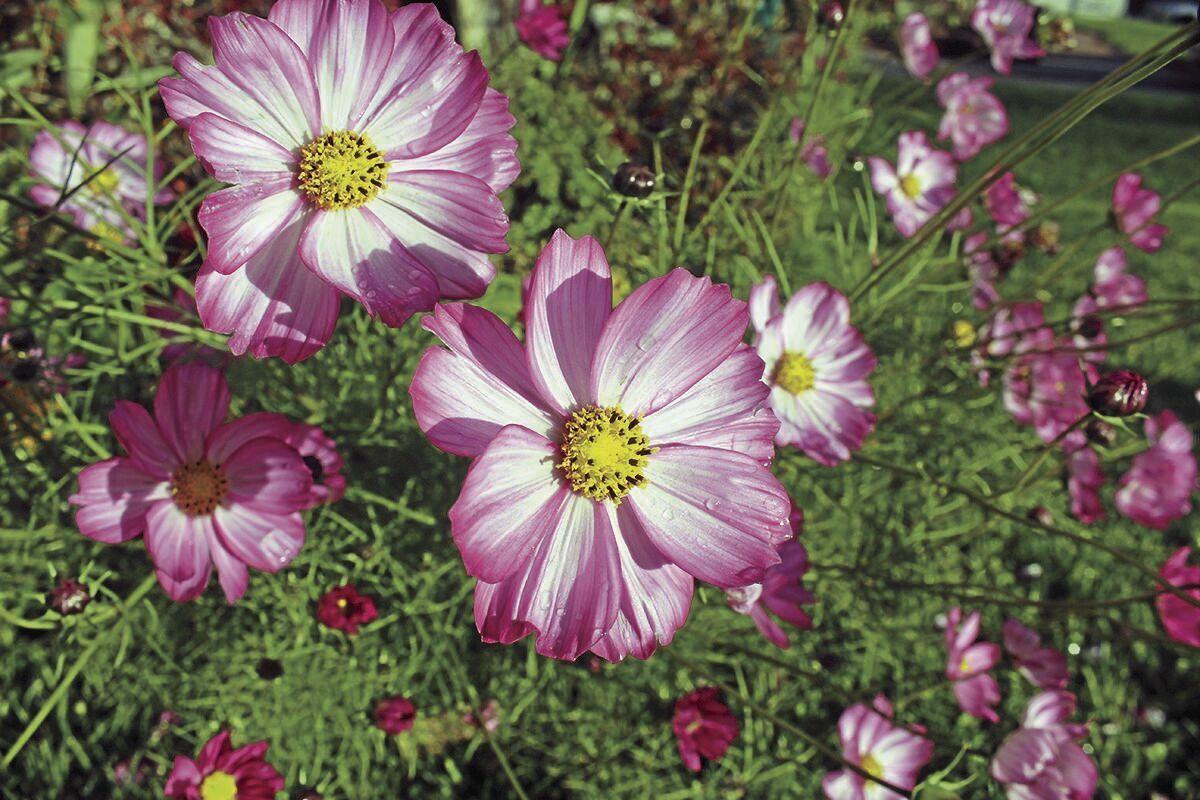 Heirloom blooms: 8 nostalgic garden flowers worth revisiting | Home-and ...