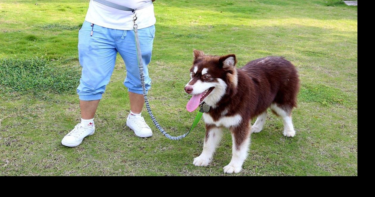 The easiest way to walk your dog | Home-and-garden | prostoknow.com