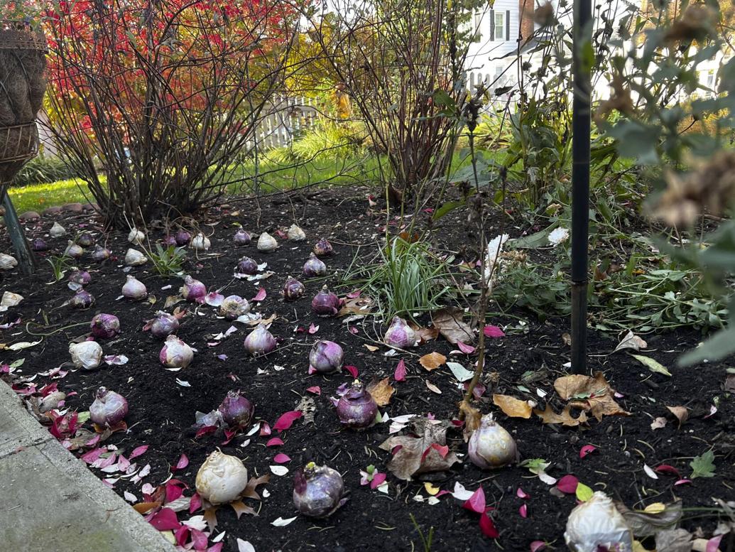 Gardening doesn't stop just because it's fall: Try these tips | Home ...