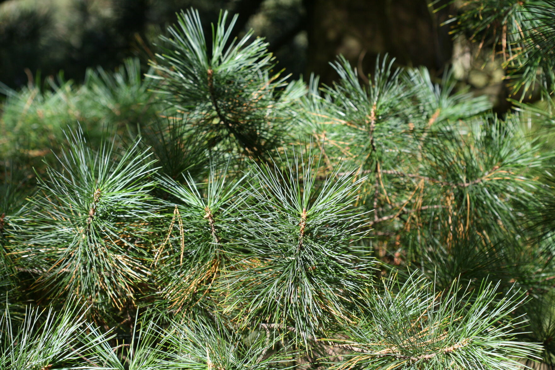 These 6 popular conifers will provide year-round greenery in your yard ...