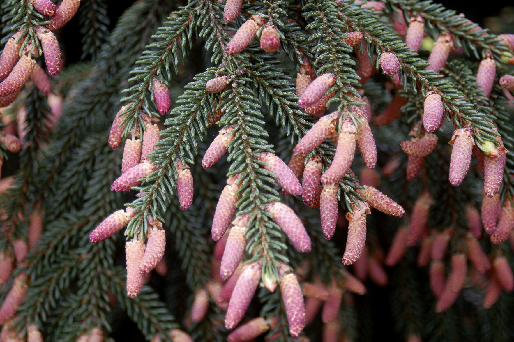 These 6 popular conifers will provide year-round greenery in your yard ...