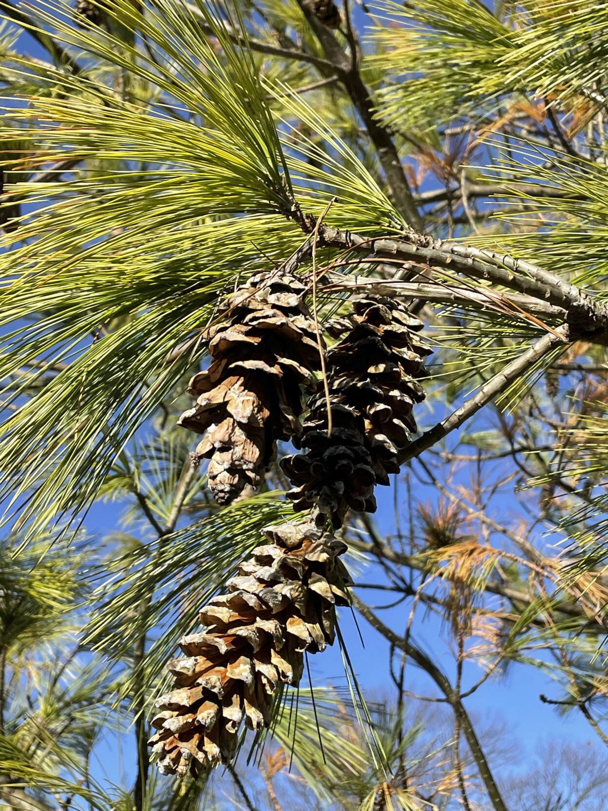 These 6 popular conifers will provide year-round greenery in your yard ...