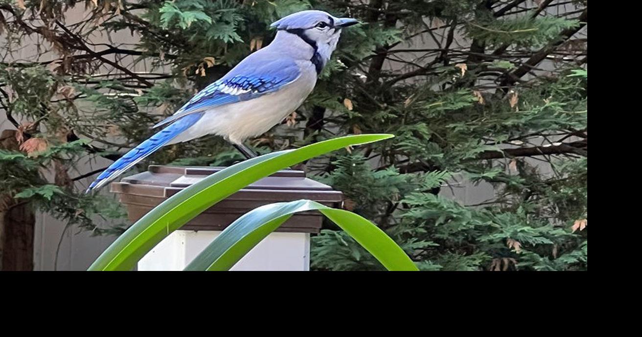 What's a garden without birds? Create a habitat so they thrive | Home ...
