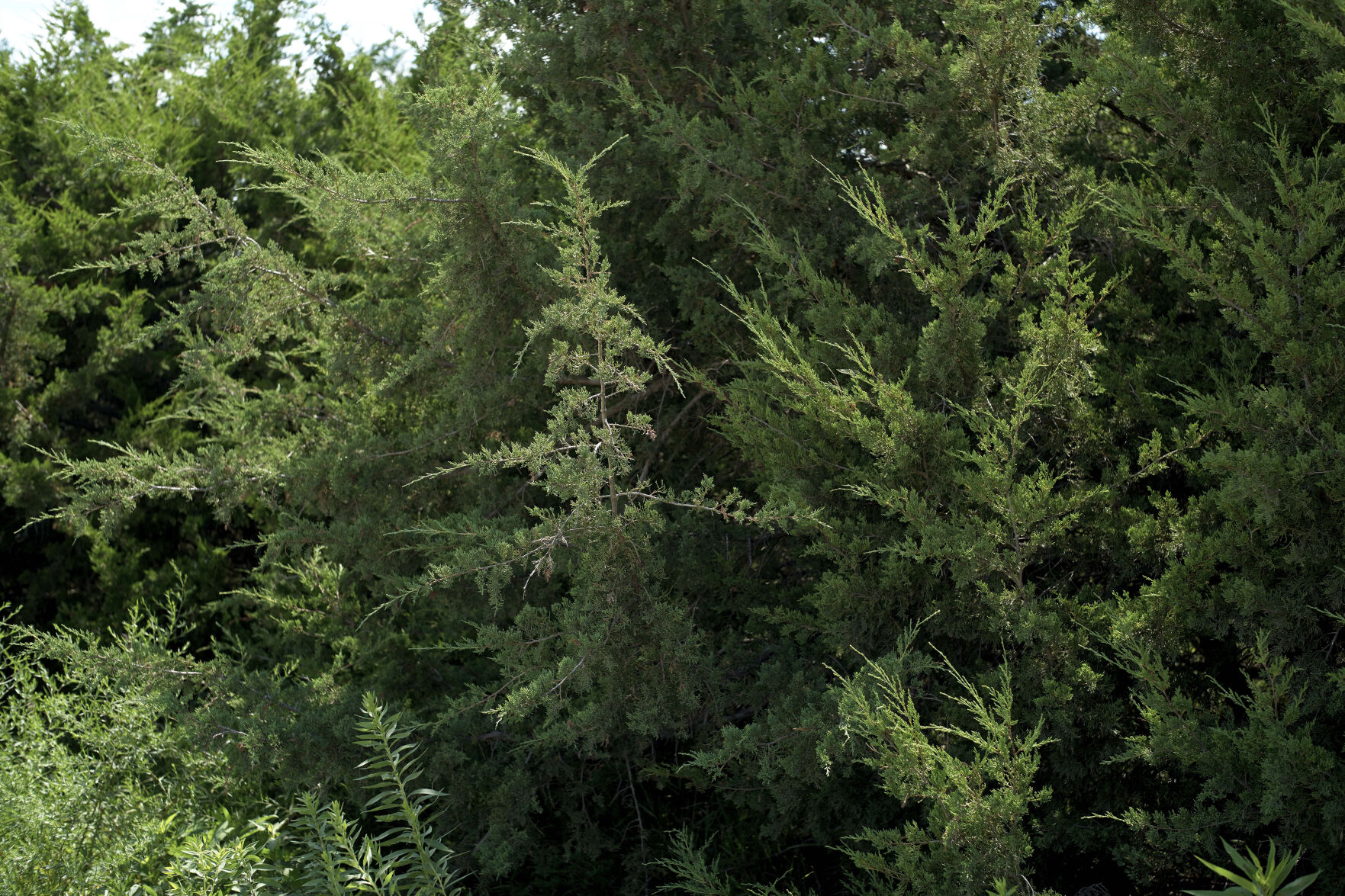 These 6 popular conifers will provide year-round greenery in your yard ...