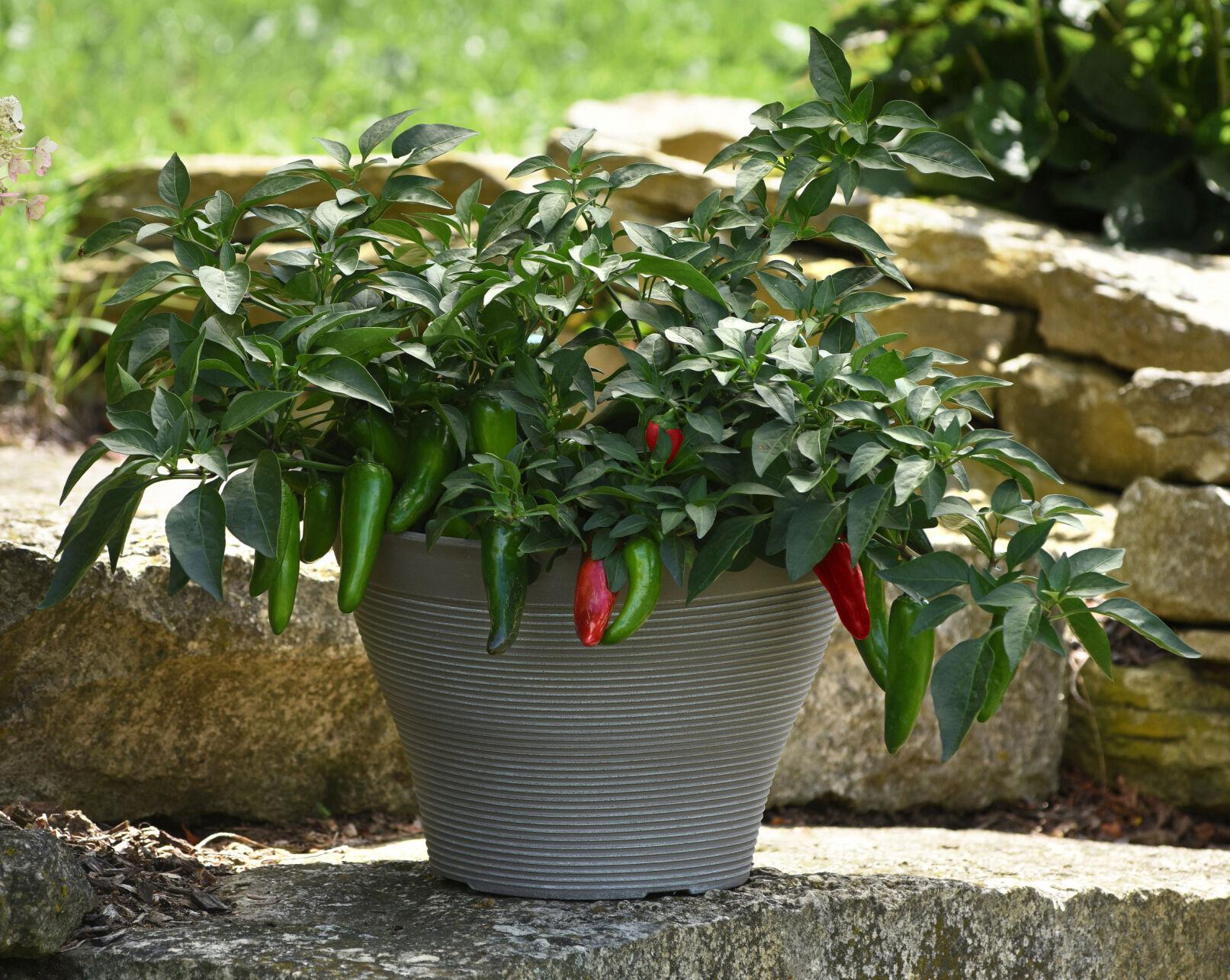 Short on garden space for veggies? Smaller varieties thrive in pots ...