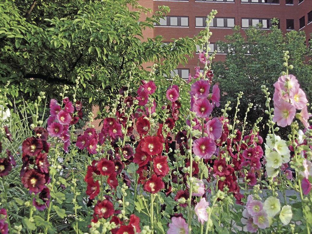 Heirloom blooms: 8 nostalgic garden flowers worth revisiting | Home-and ...