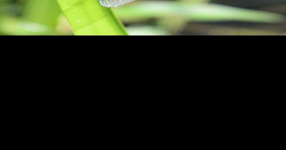 Dragonfly swarms sighted throughout area | News | ptonline.net