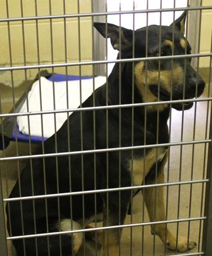 Humane Society director sings praise of shelter | Gallery | ptonline.net