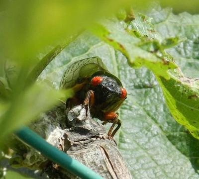 They're coming back! Cicadas return to Southern W. Va. | News ...
