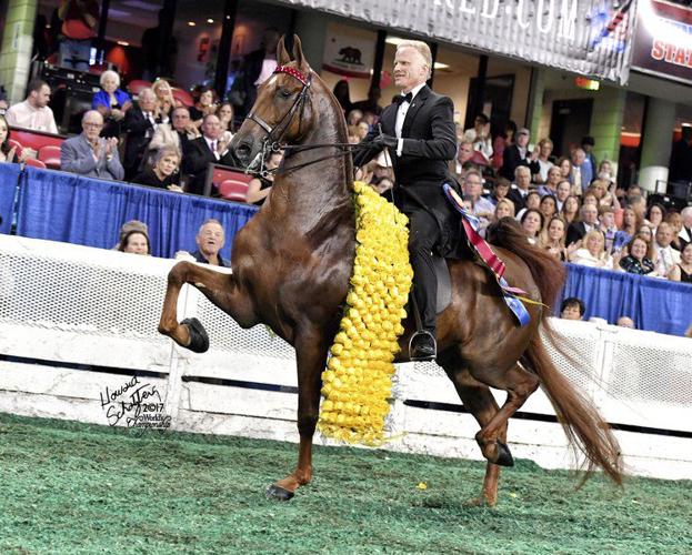 Riding away with wins: Mercer Springs Farm claims 12 world ...