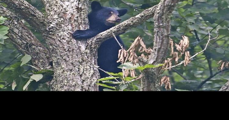 Spring season brings fresh air and fresh bears | News | ptonline.net