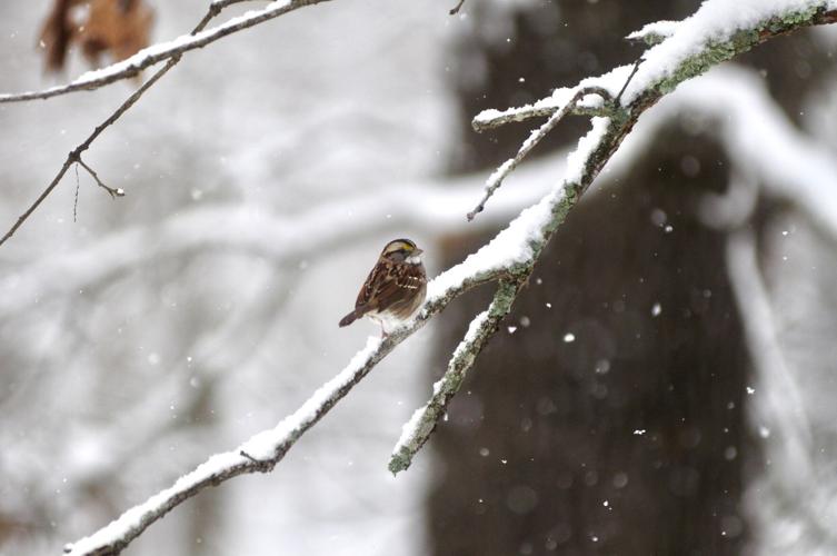 Snow blankets Pulaski County | News | pulaskicountyweekly.com