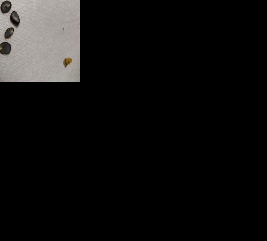 persimmon seeds inside