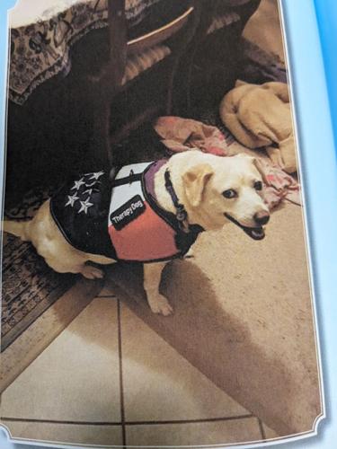 Remembering Harley: the dog who could heal | | pulaskicountyweekly.com