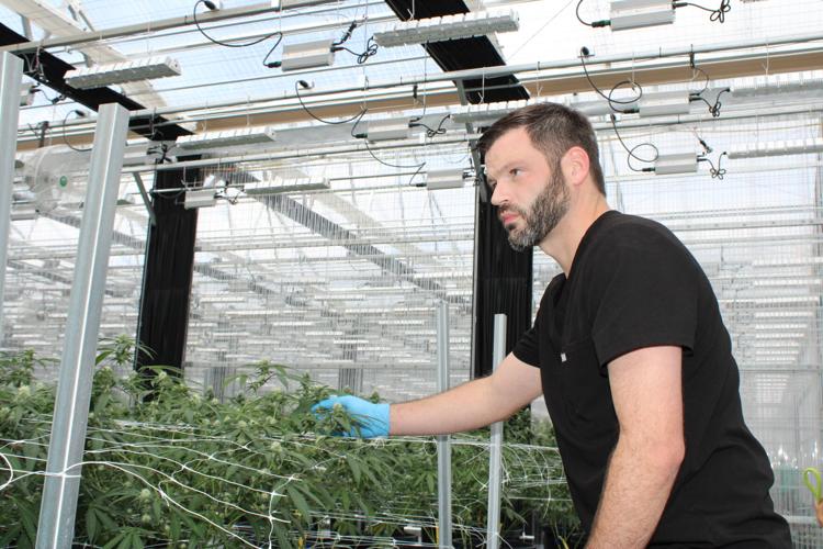 Cuba’s Robust growing fast as mid-Missouri medical marijuana cultivator ...