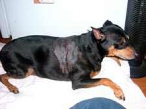 Maspeth Dog Attack Outrages Civic Leaders | | qchron.com