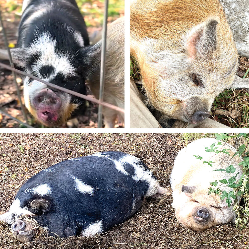 Queens Farm deteriorating under Walden Weprin, staffers say | | qchron.com