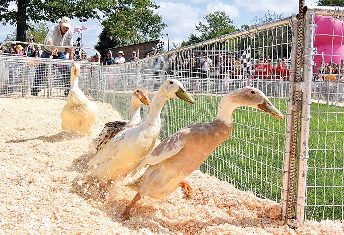 County fair a sure-fire winner at museum | | qchron.com