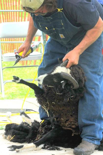 Shear fun at Queens Farm! | | qchron.com