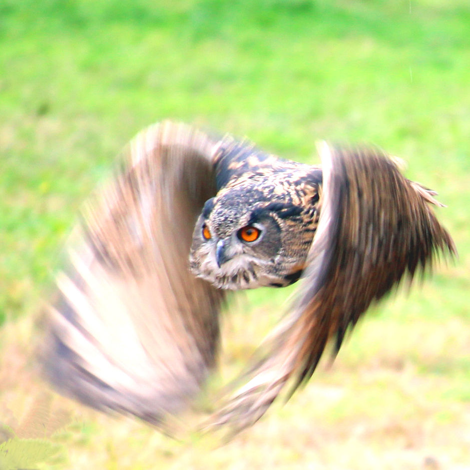 Raptor rapture | | qchron.com