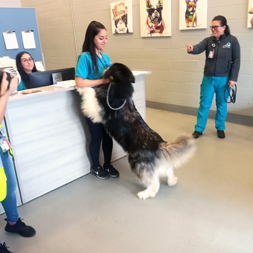 New arrivals to U.S. are top dogs at JFK | | qchron.com