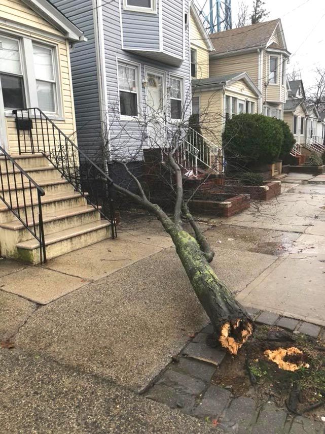 Nor’easter fells trees, leaves damage in KG | | qchron.com