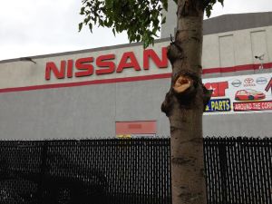 Star Nissan hacks away at its trees | | qchron.com
