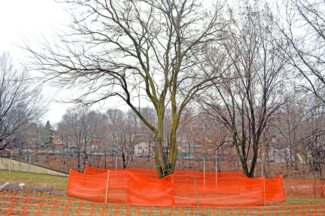 Hundreds of trees cut down by state | | qchron.com
