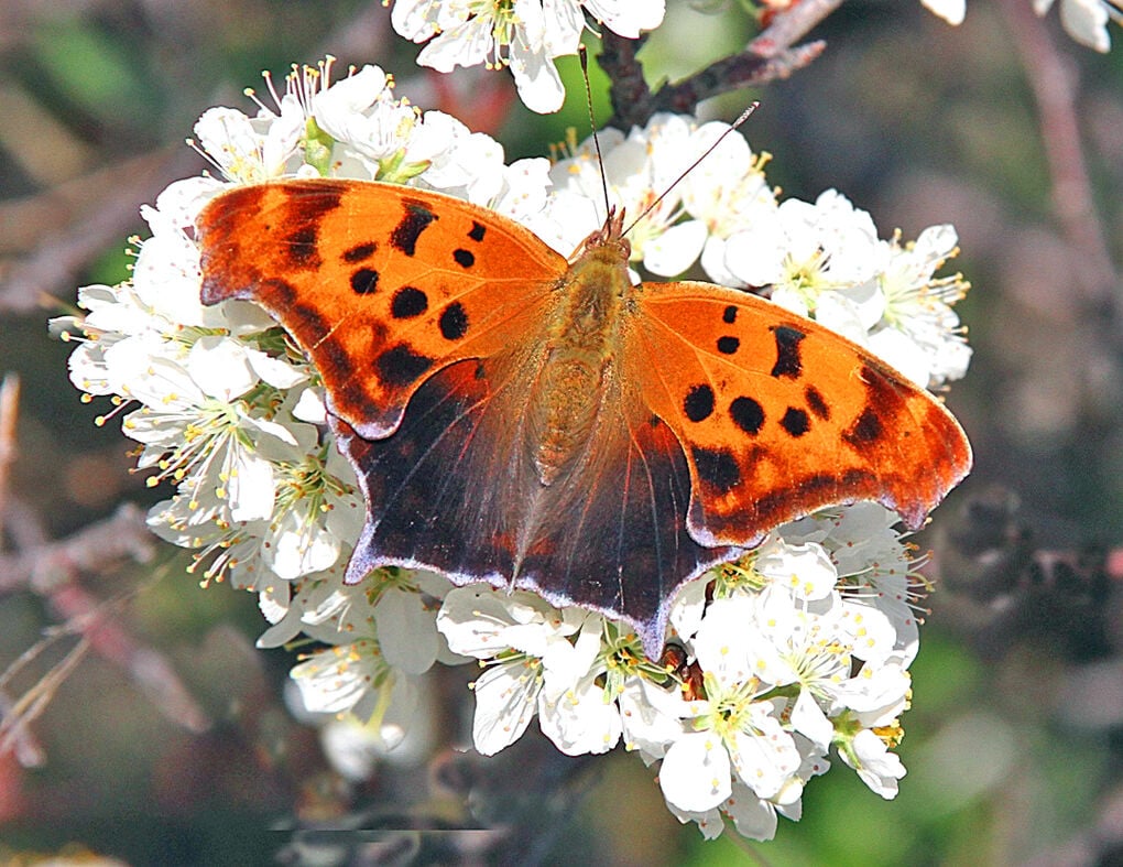 Wildflower exhibit offers a blush of springtime | | qchron.com