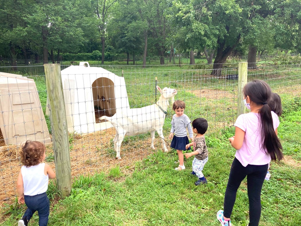 Farm animals welcome baa-ack families | | qchron.com