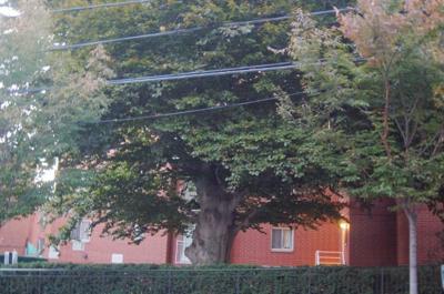 Woodside Beech tree eyed for landmark status | | qchron.com