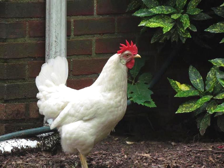 Hens are ruling the roost in Forest Hills | | qchron.com