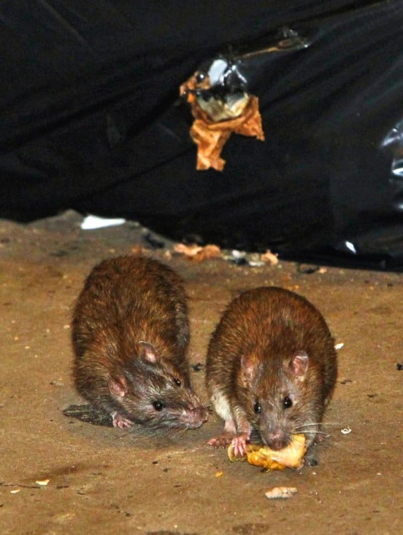 Oh rats! Rodents in Jamaica subway | | qchron.com