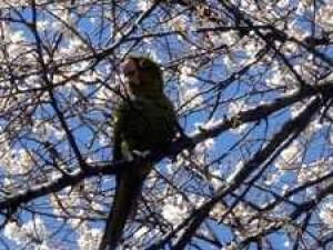 April Showers Bring Rare Parrots To Queens | | qchron.com