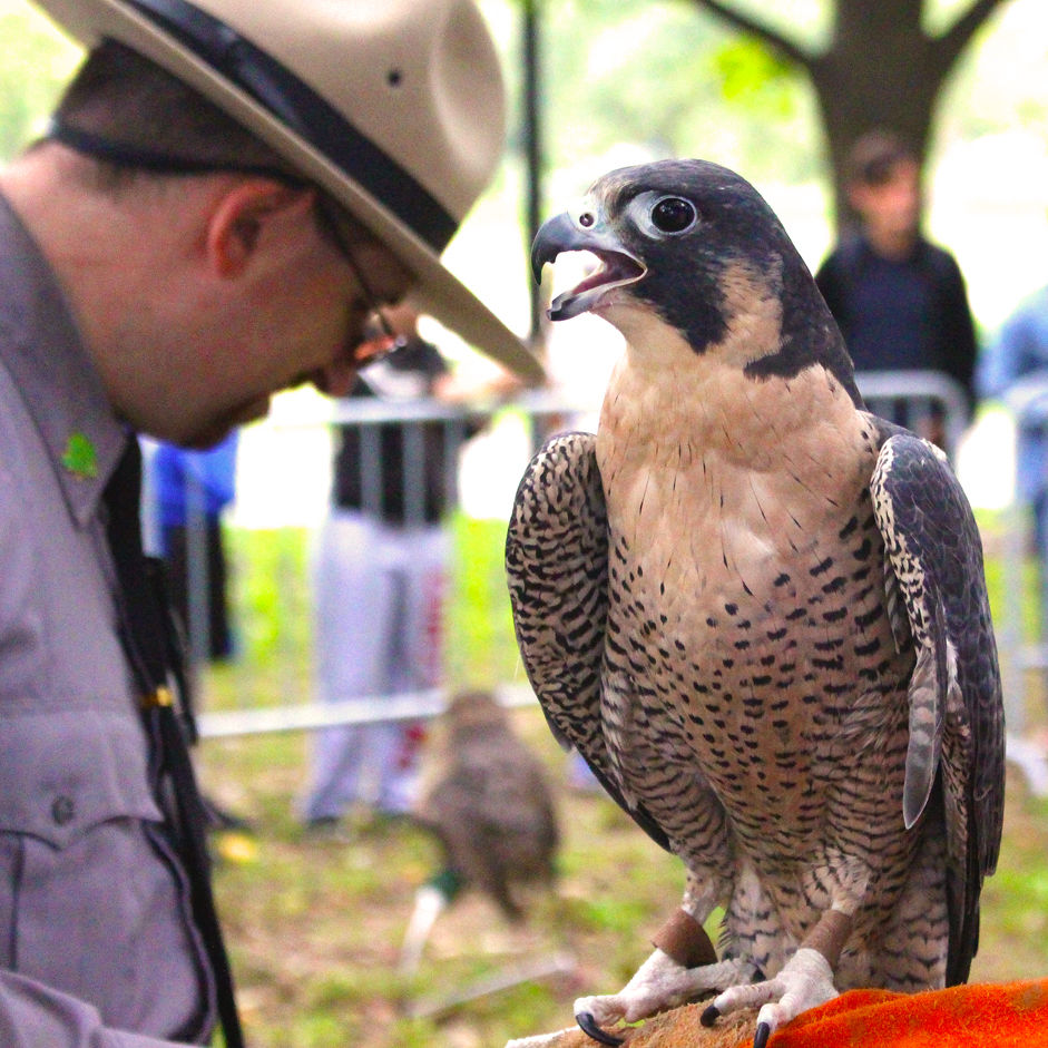 Raptor rapture | | qchron.com
