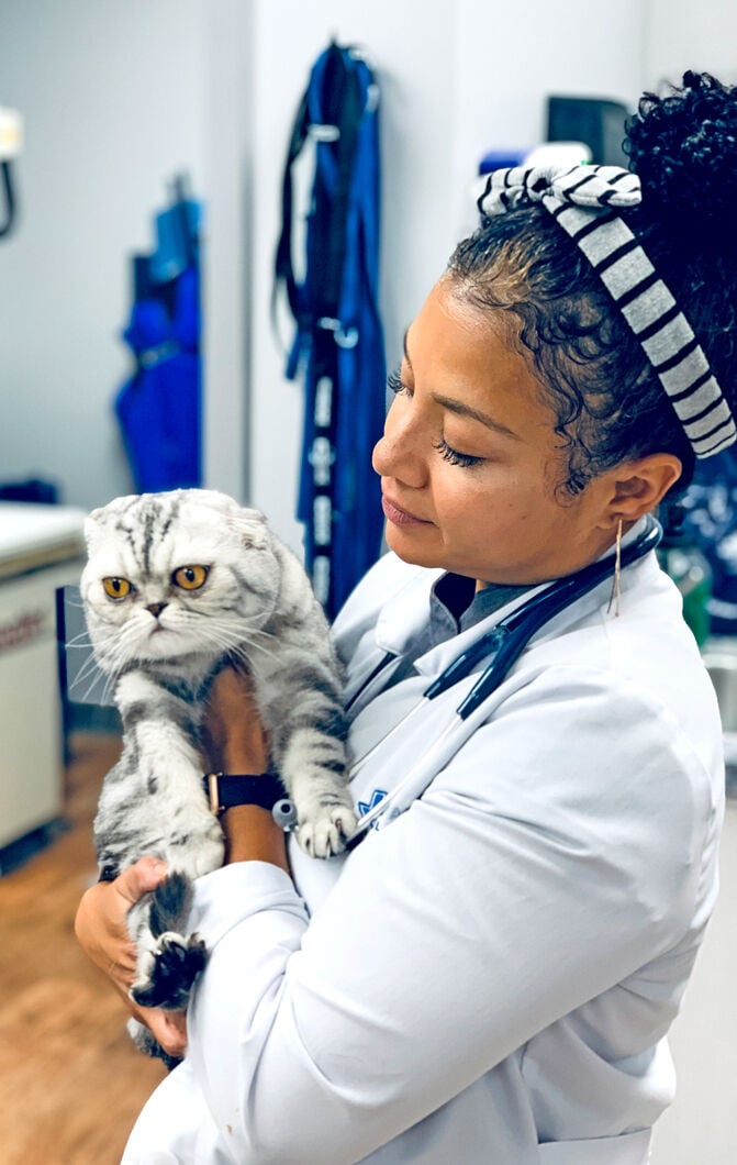 Students get a crash course in vet medicine | | qchron.com
