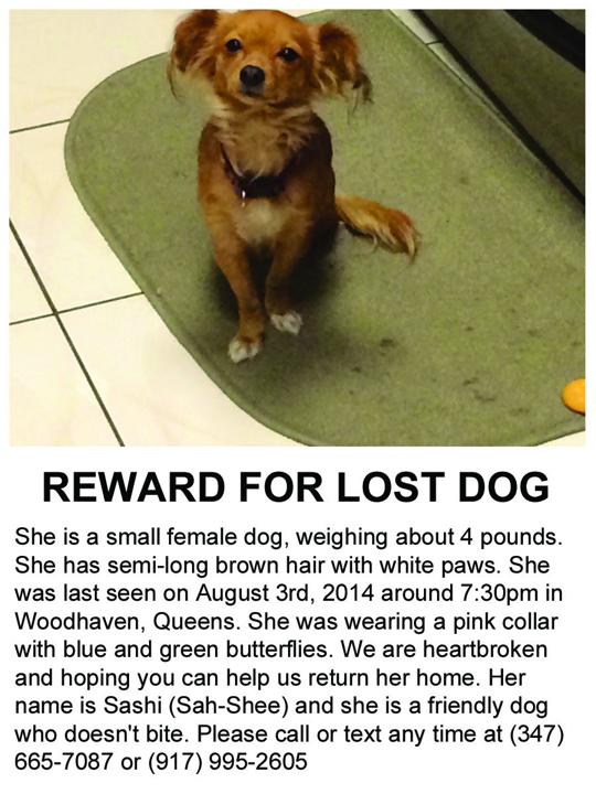 Big reward offered for little dog lost in Queens | | qchron.com
