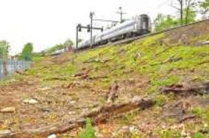 Amtrak chops down Woodside’s trees | | qchron.com