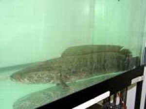 Spawn Of Frankenfish? Young Snakehead Spotted In Flushing Meadows ...