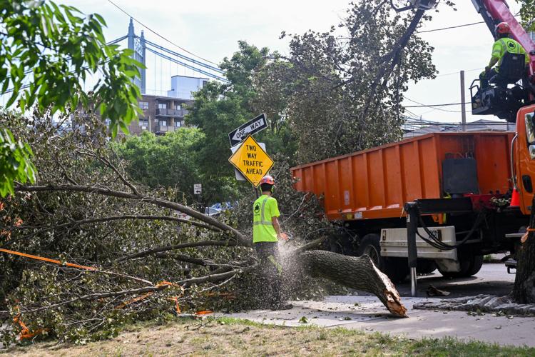 Elderly Glendale man killed by falling tree | | qchron.com