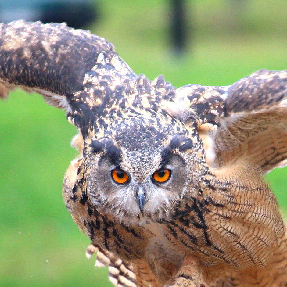 Raptor rapture | | qchron.com