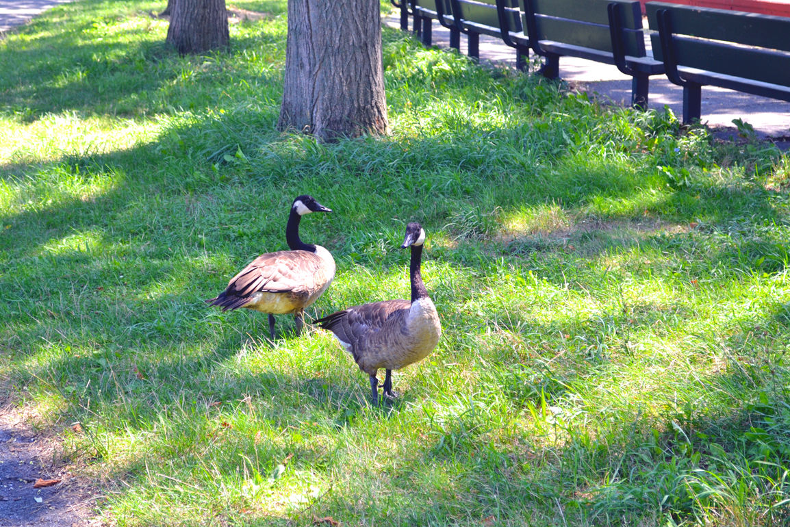 Geese back in park after June roundup | | qchron.com